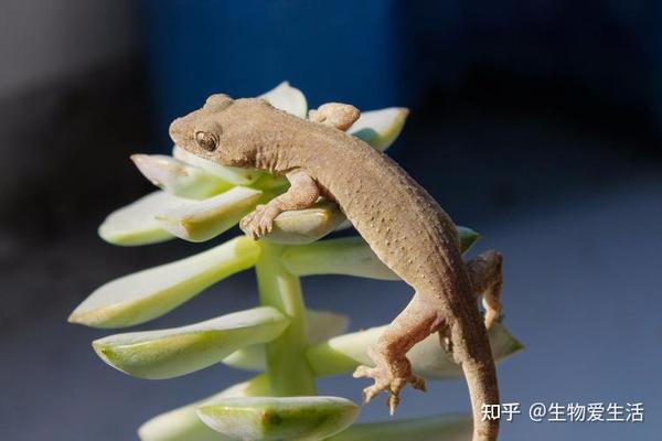 夏天印象生物——壁虎 - 知乎