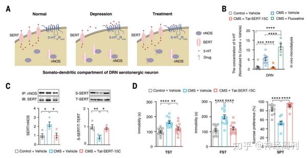 重磅突破！抗抑郁药物或迎来革新，南京医科大学团队开发新型抗抑郁药物化合物 - 知乎