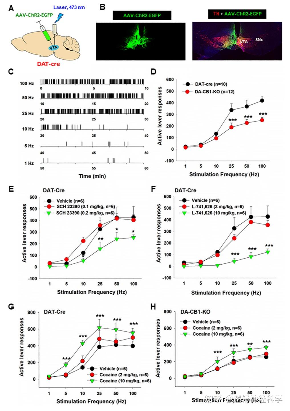 J Neurosci︱美国NIH席正雄团队发现大麻非成瘾效应的新机制 - 知乎