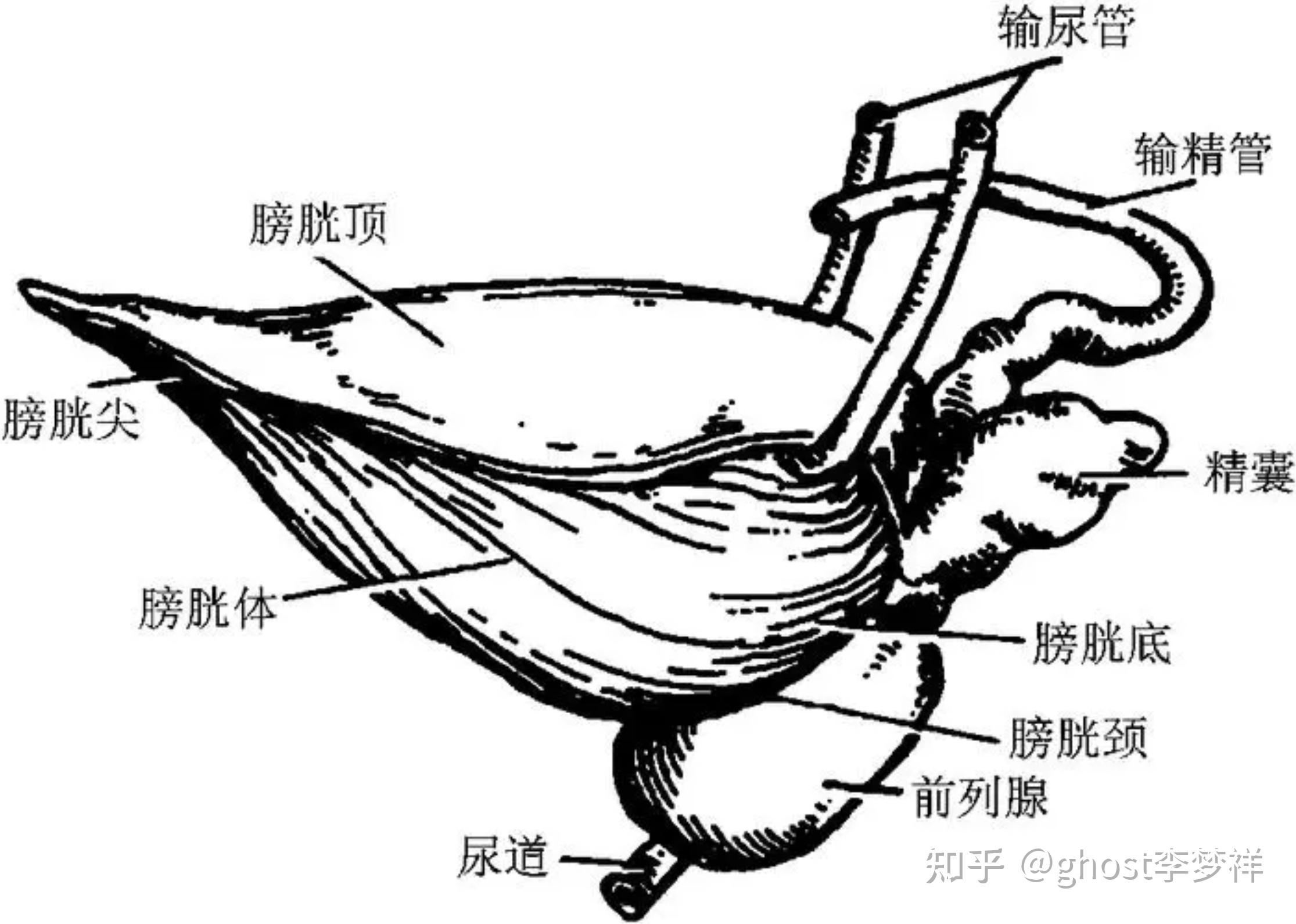 医学笔记，系统解剖学#22-泌尿系统[输尿管，膀胱，尿道] - 知乎