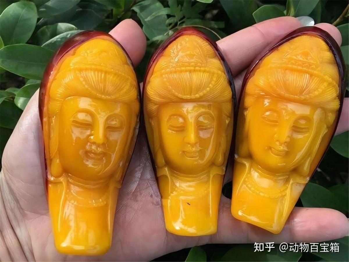 从500一个到65万难求，从6000只到不足百只，盔犀鸟因头骨惨遭灭族 - 知乎