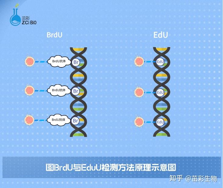 茁彩生物ㅣ走进EdU系列荧光染色 - 知乎