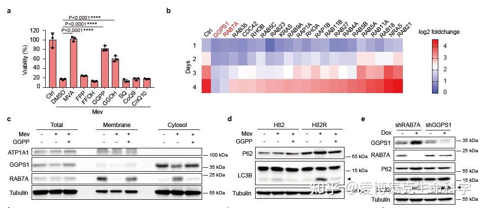 季红斌课题组Nature Cancer揭示小细胞肺癌化疗耐药的新机制 - 知乎