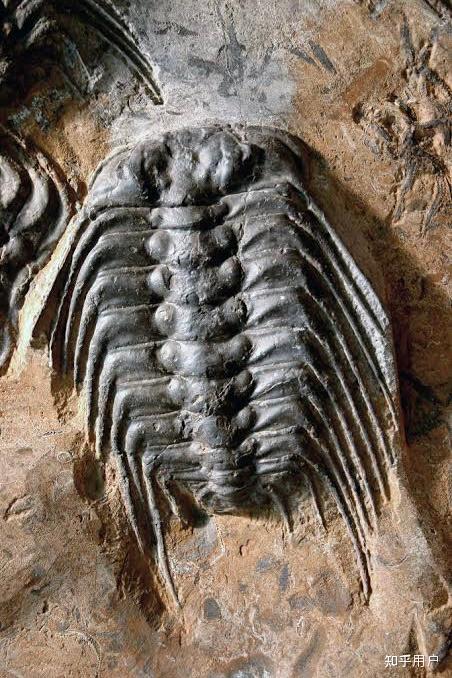 【三叶虫分类科普 2/ N 】裂肋虫目 - Lichida - 知乎
