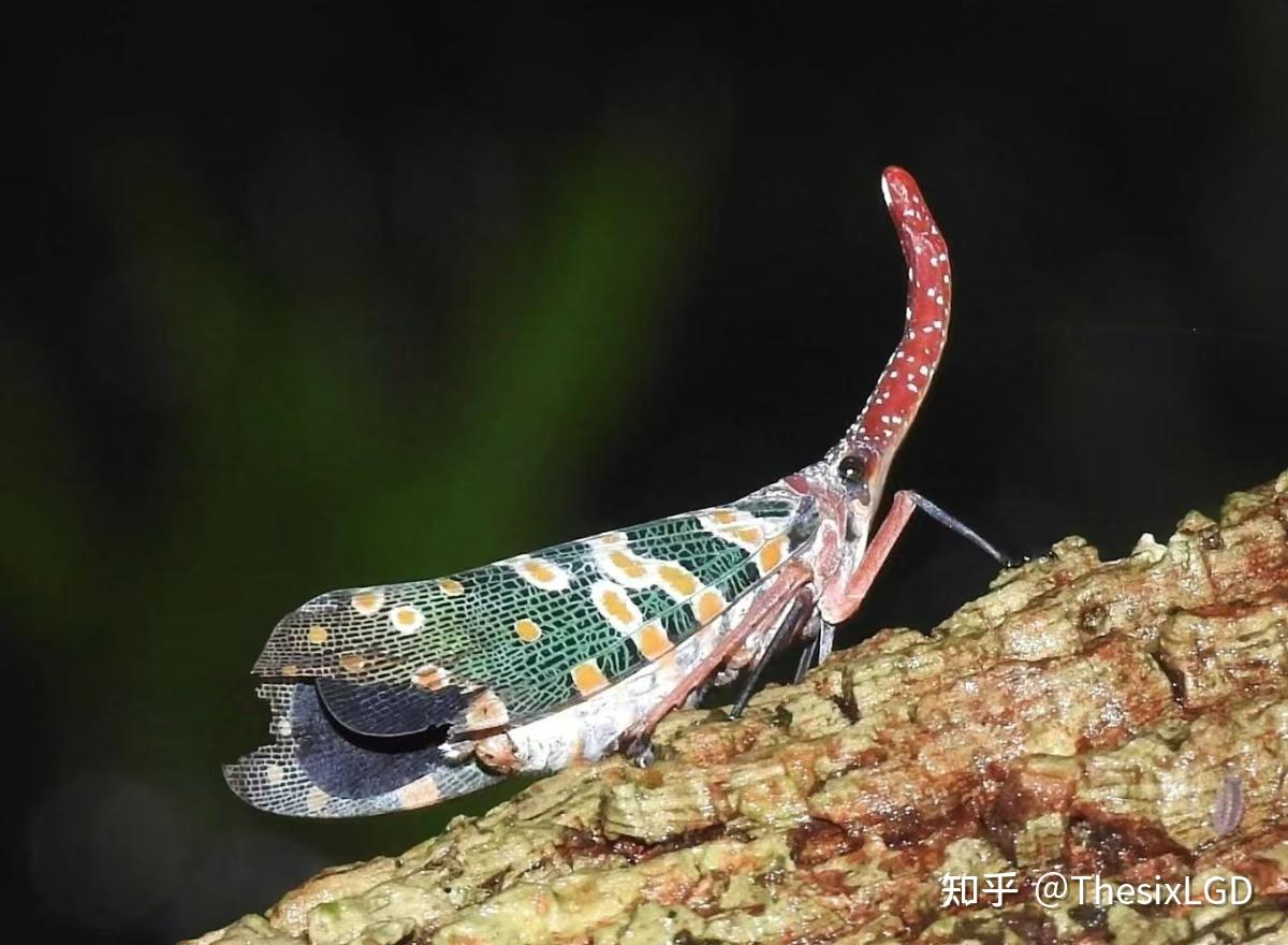 不全变态的昆虫有哪些？ - 知乎