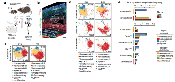Nature最新报道：锥体神经元亚型的多样性可控制新皮质中小胶质细胞的状态 - 知乎