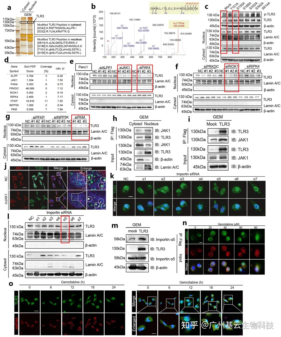 《STTT》解读：磷酸化核转位与甲基化修饰。磷酸化TLR3在癌细胞中的核转位促进转移和化疗耐药 - 知乎