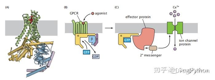 《Protein Actions Principles and Modeling》-《蛋白质作用原理和建模》中文分享（6） - 知乎