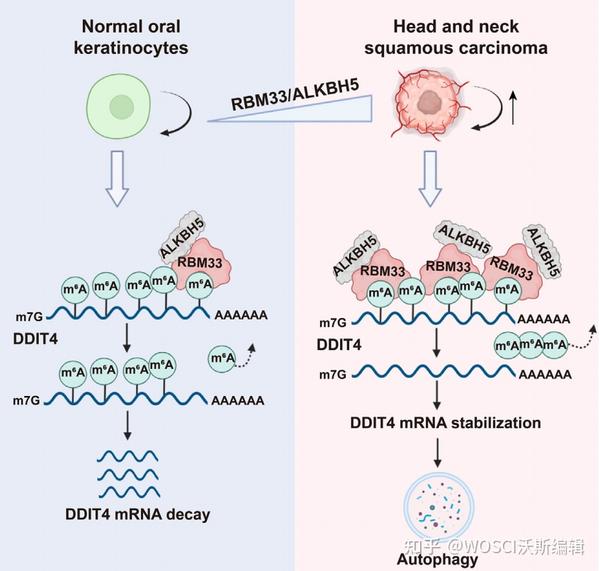 Mol Cell | 发现ALKBH5去甲基化酶活性和底物选择性的调控新机制 - 知乎