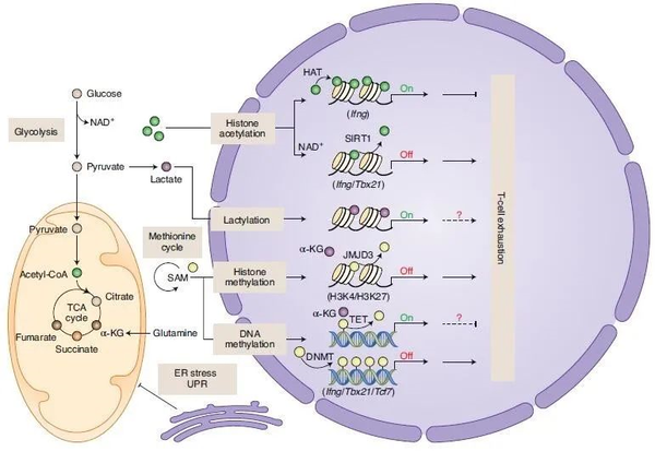 Nat Metab综述丨免疫战场上的衰兵——衰竭T细胞 - 知乎