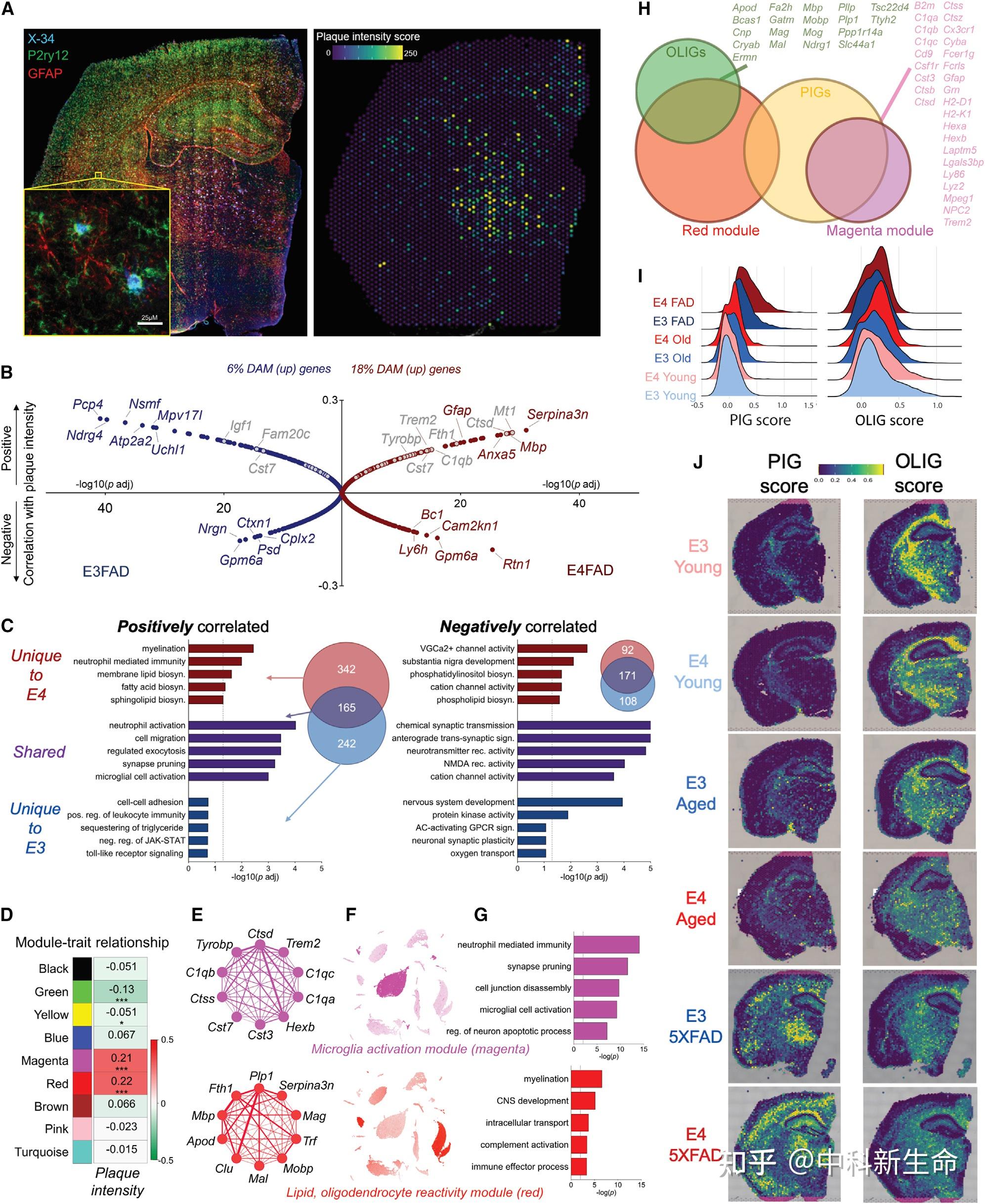 时空多组学 | 单细胞及空间多组学揭示APOE4在衰老、神经炎症和阿尔兹海默症中的作用机制 - 知乎