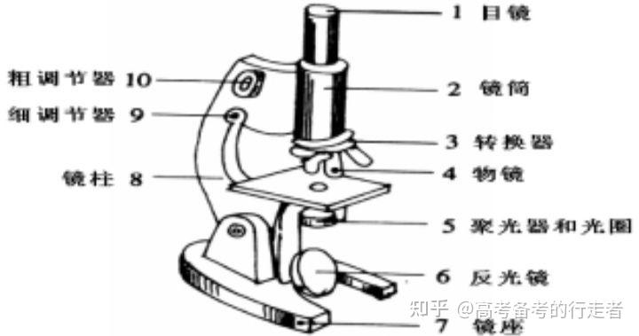 显微镜的结构和使用 - 知乎