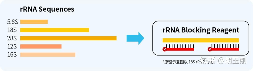 8 分钟一步操作轻松去除 rRNA - 知乎
