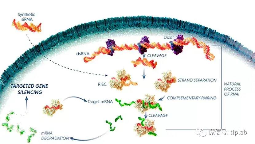 RNAi治疗领域的勇士：Alnylam Pharmaceuticals - 知乎