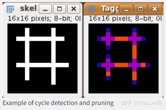 ImageJ实用教程——骨架化分析(定量分析篇) - 知乎