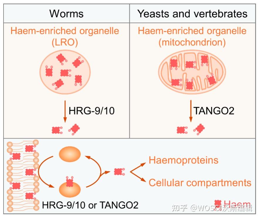 Nature | 发现细胞内血红素伴侣蛋白HRG-9 - 知乎