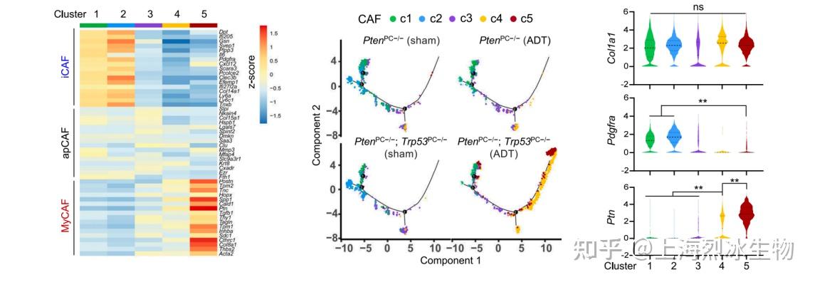 【烈冰助力】肿瘤顶刊Cancer cell 揭示抗雄激素治疗诱导基质细胞重编程以促进前列腺癌的去势抵抗 - 知乎