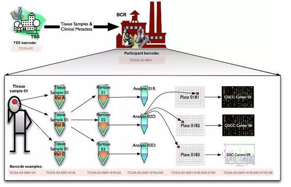 答疑呀嘿丨TCGA的数据是怎么命名的？ - 知乎