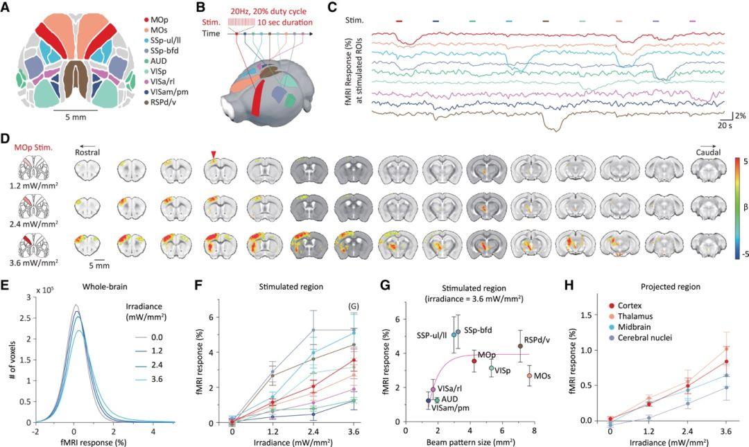 Neuron：整合fMRI与光遗传学的全脑研究 - 知乎