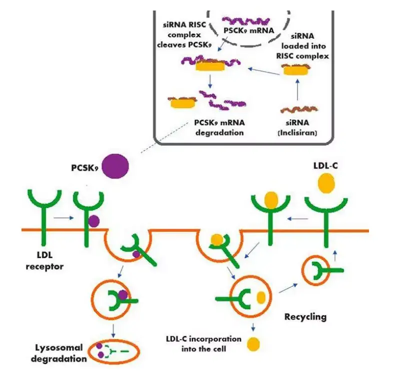 PCSK9: 心血管疾病治疗的明星靶点 - 知乎