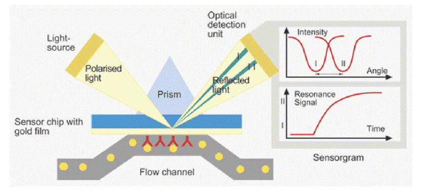 小奕说药 | SPR技术简介及在抗体药物药学研究中的应用 - 知乎