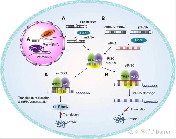 siRNA药物优化及发展现状 - 知乎