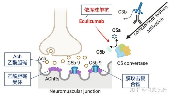 如何记住所有FDA批准生物药？| 补体C5抑制剂 | 舒立瑞 ®依库珠单抗 | 治疗阵发性睡眠性血红蛋白尿症、非典型溶血性尿毒症等 - 知乎