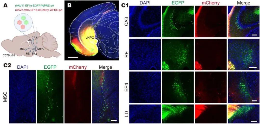 小布解读 | 新型rAAV11！比rAAV2-retro更高效、更全能的逆向标记血清型！ - 知乎