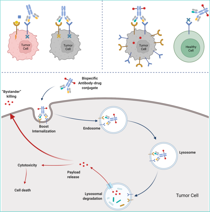 ADC药物发展及挑战 - 知乎