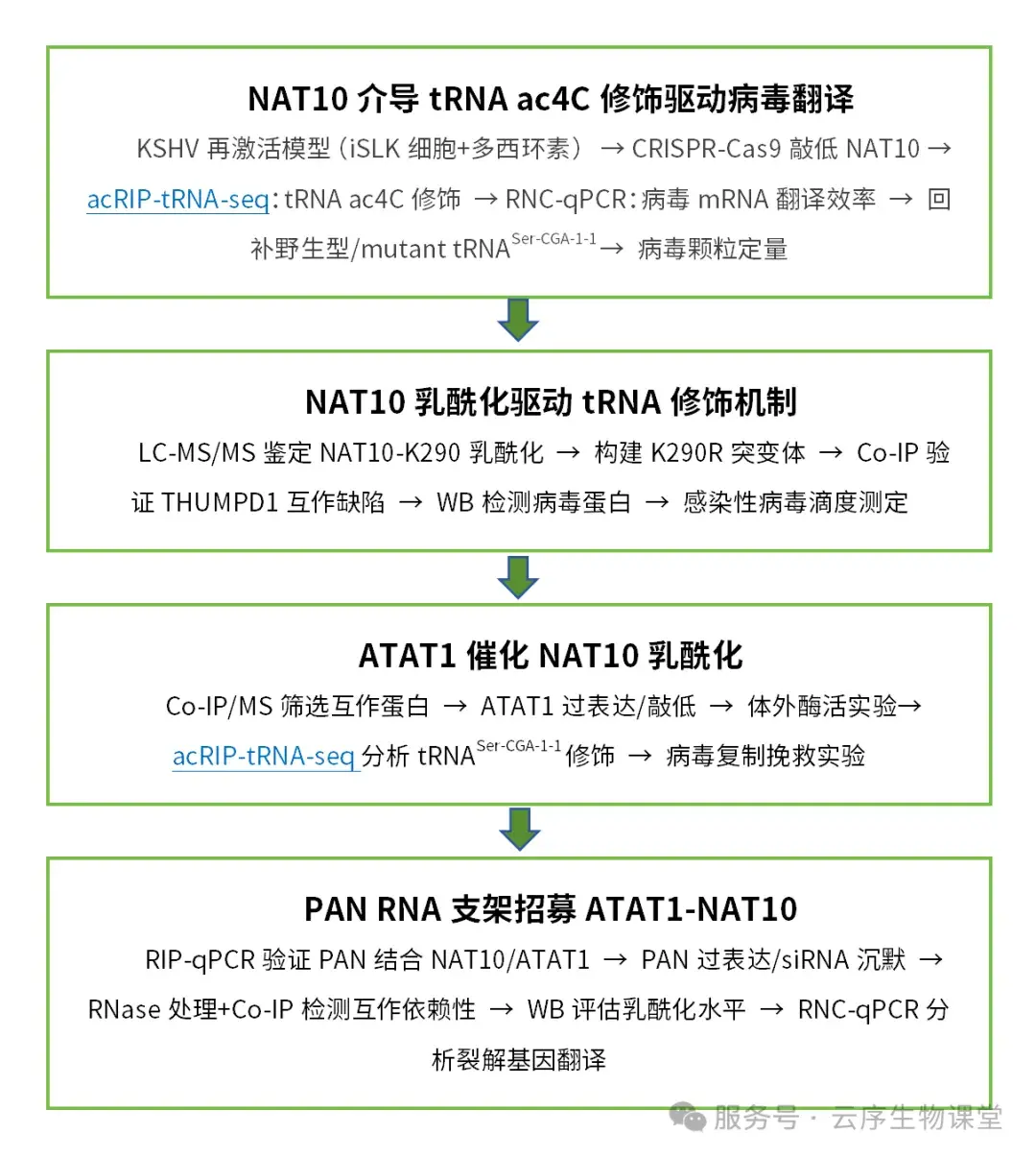 云序用户CDD IF 13.7|acRIP-tRNA-seq解析NAT10乳酰化促进致癌病毒KSHV复制中tRNA的ac4C修饰 - 知乎