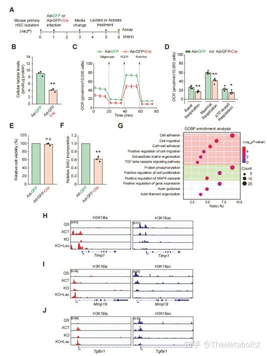 Cell Metabolism ：尊嘟假嘟，组蛋白乳酸化促进肝纤维化？ - 知乎