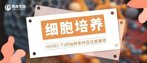 HUVEC-T1（SV40T转化人脐静脉内皮细胞）培养条件及注意事项 - 知乎