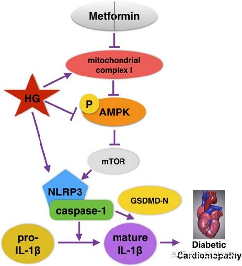 AMPK信号通路（三） - 知乎