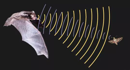 灵感来源于动物的3样发明 - 知乎