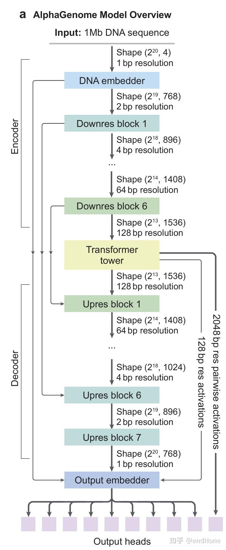 【论文详解】AlphaGenome——Sequence-to-Multimodal-Genome-Track - 知乎