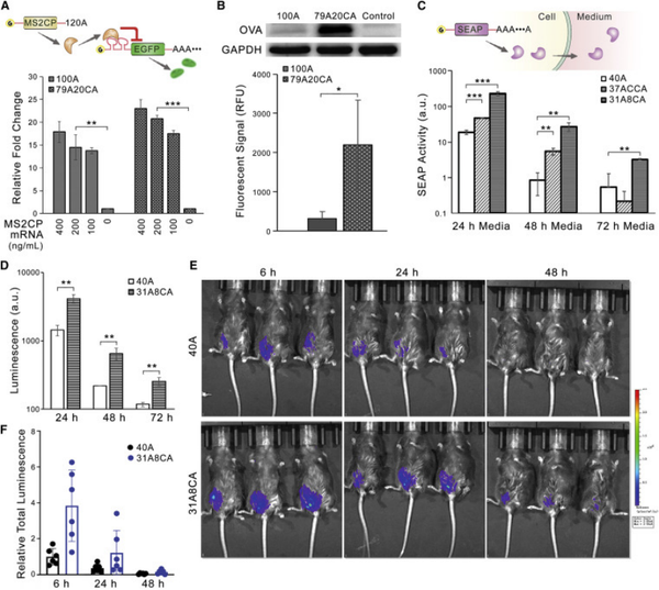 专访旷怡｜港科大团队阐释mRNA尾巴序列优化机制，可将mRNA合成蛋白质表达量提高3-10倍，已申请专利 - 知乎