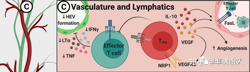 详解Treg细胞的前世今生以及未来的研究方向，小编教你如何在生信文章中以Treg细胞为主进行分析！ - 知乎
