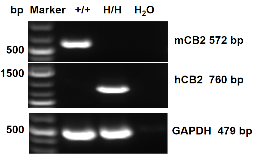 老靶点开拓减肥新方向，大麻素受体CB1/CB2的机遇与挑战！ - 知乎