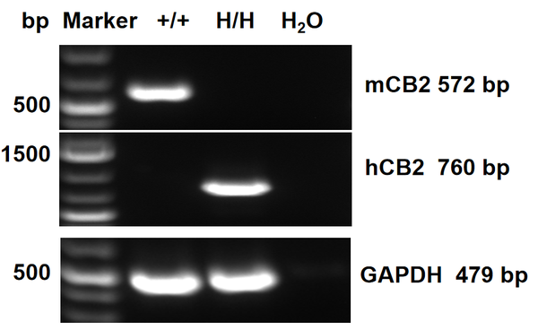 老靶点开拓减肥新方向，大麻素受体CB1/CB2的机遇与挑战！ - 知乎