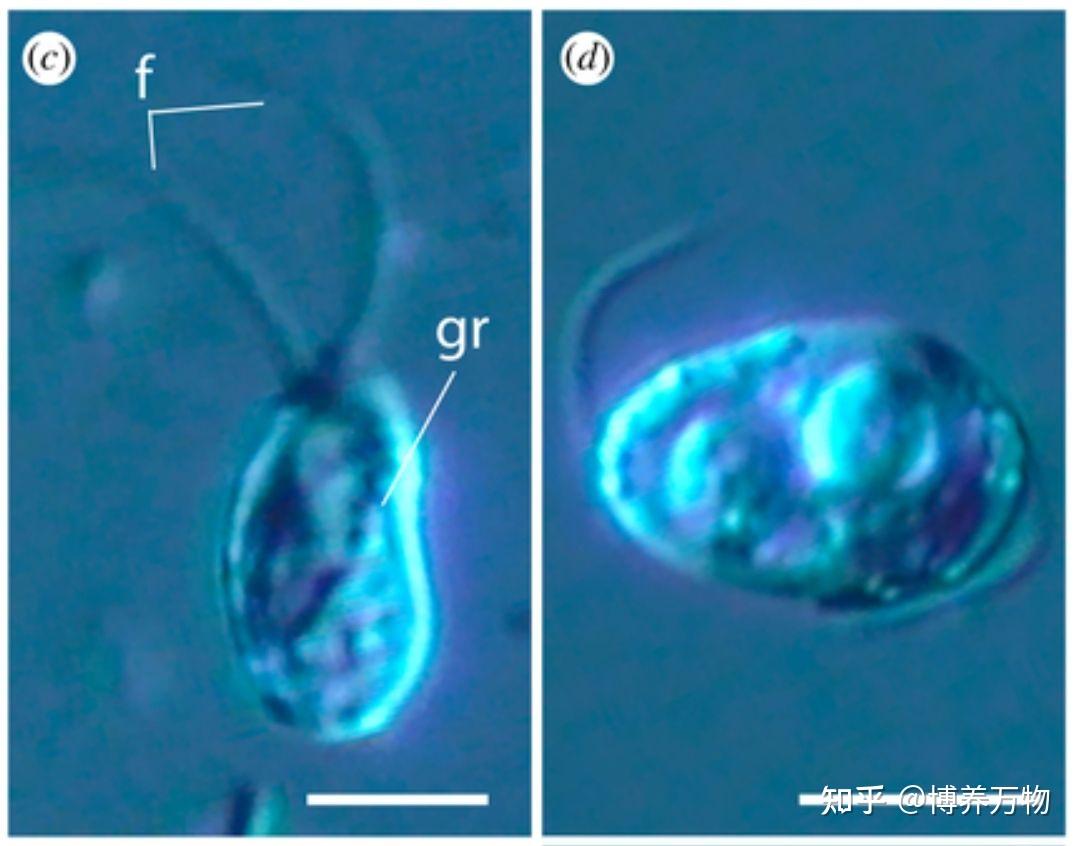 网鞭虫门Telonemⅰa ：形态特征最原始的色藻，却身世成谜 - 知乎