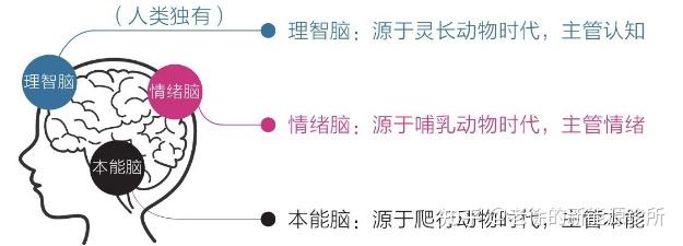 《认知觉醒》认识你的大脑:三重大脑,谁主沉浮? 知乎