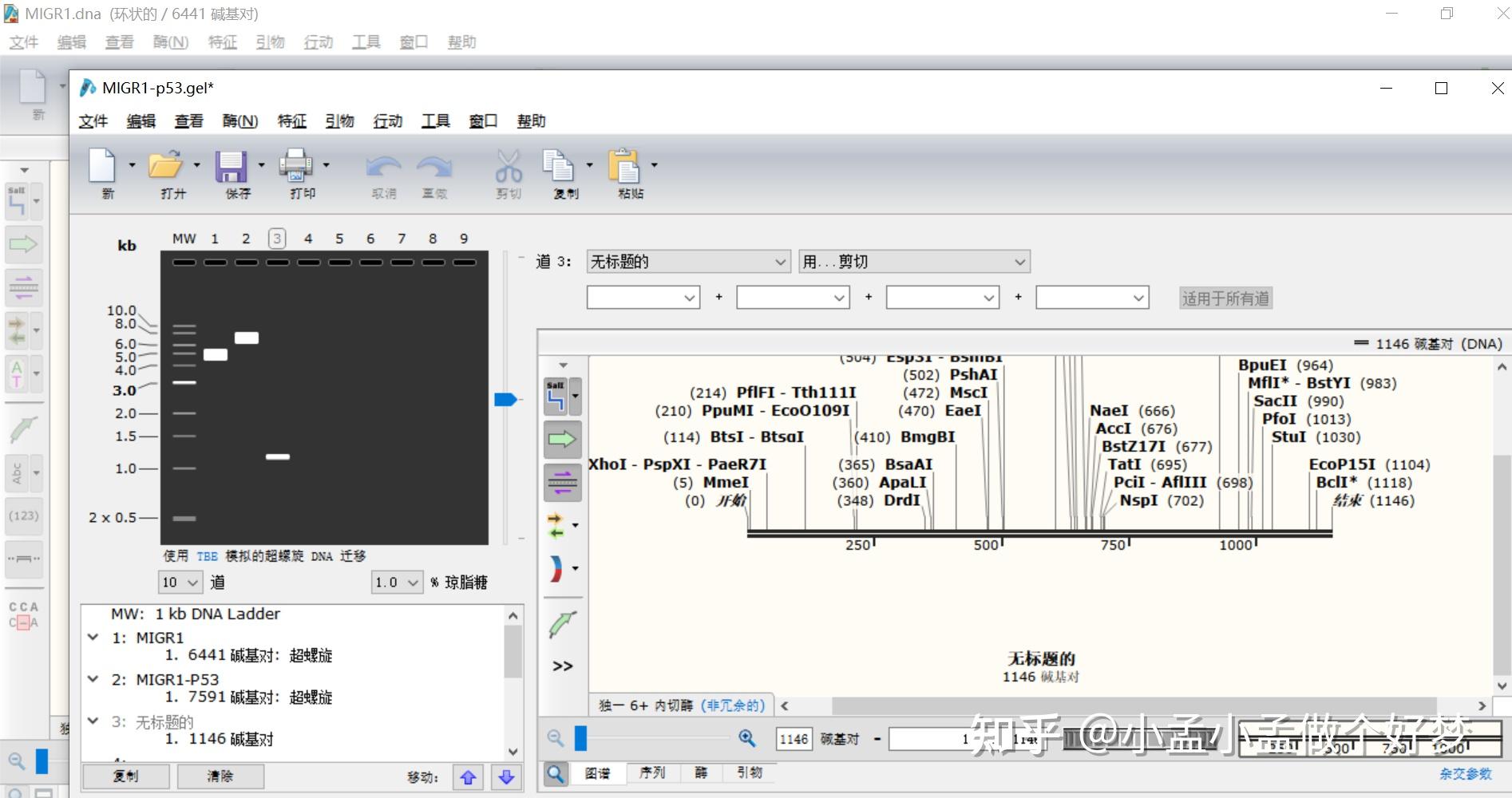 同源重组法构建质粒图谱 - 知乎