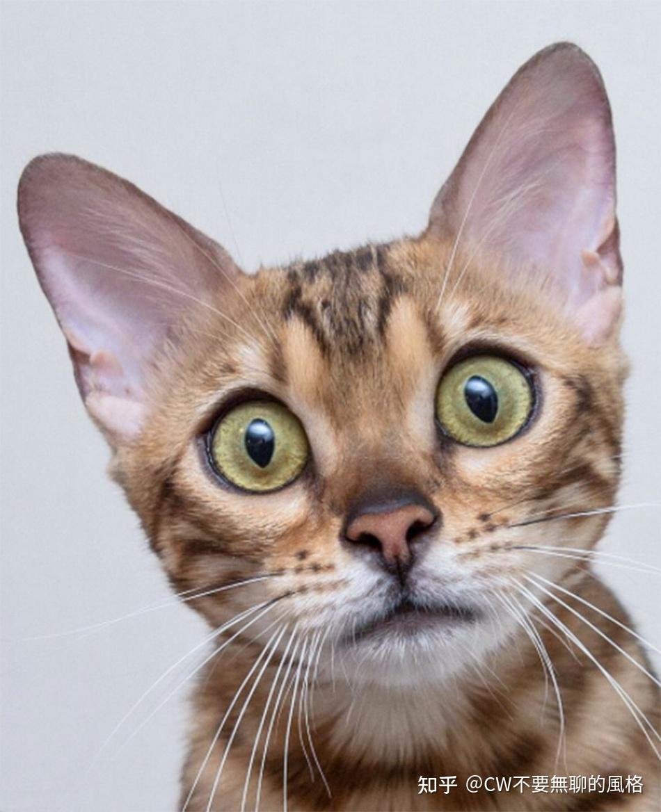 Score-based SDE 扩散生成模型从入门到出师系列(一)：用随机微分方程建模图像生成任务并统一分数和扩散模型 - 知乎