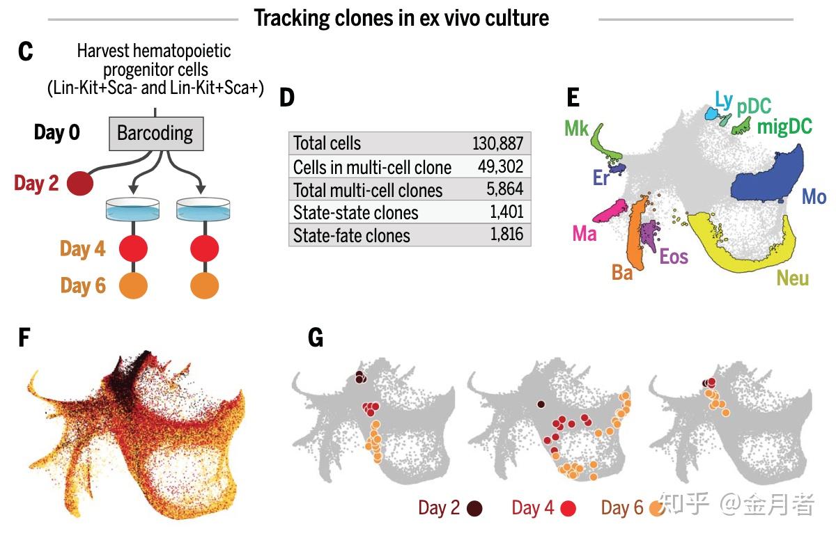 Lineage tracing meets single-cell omics 分享 [1] - 知乎