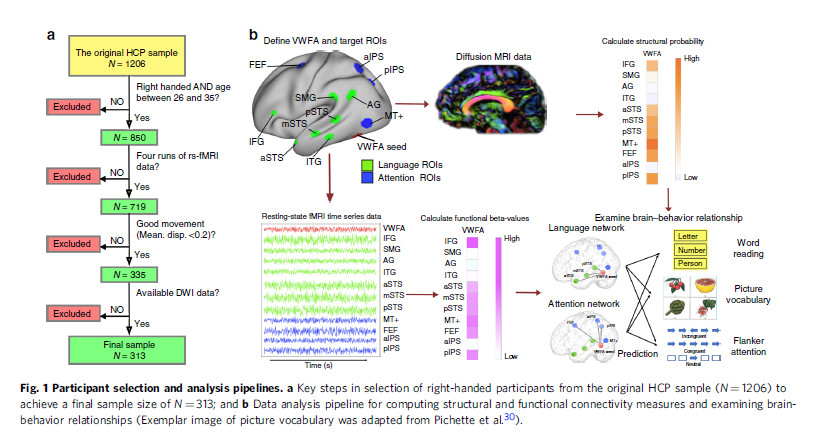 NC突破性研究：这个脑区（VWFA）也是语言和注意力脑回路的一部分！ - 知乎