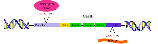 生物信息学基础常识之SNP：一文读懂SNP对基因功能影响的作用方式 - 知乎