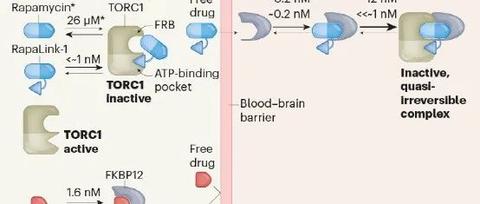 Nature：两种药物实现大脑特异的 mTOR 抑制 - 知乎