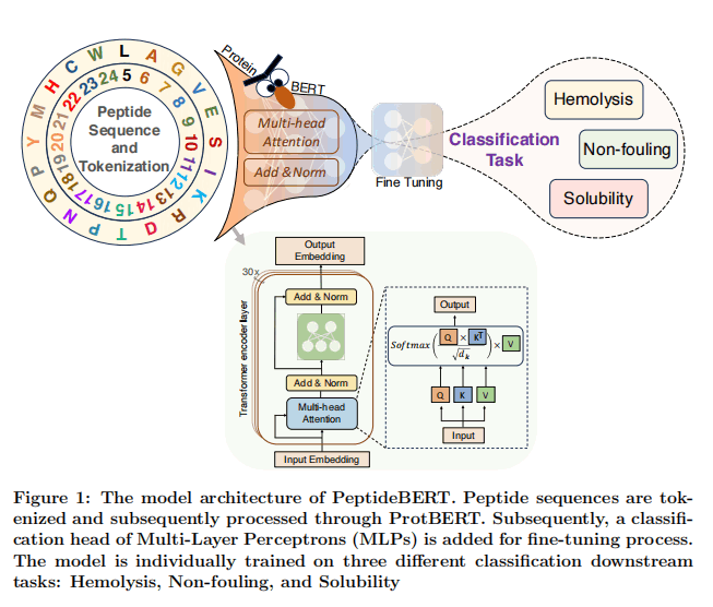 基于Transformer的PeptideBERT肽性质预测语言模型 - 知乎