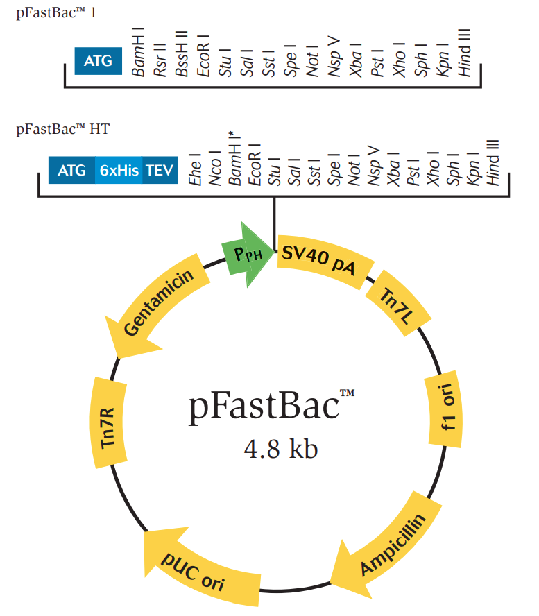 【领康时代CDMO】通用强大型真核表达系统 —— 杆状病毒与昆虫细胞（二） - 知乎