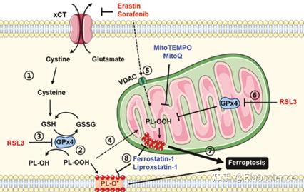 细胞死亡 | 线粒体调控与铁死亡 - 知乎
